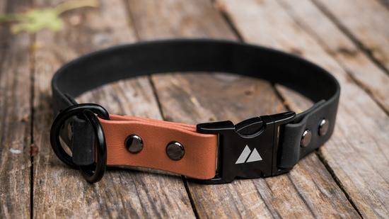 Understanding Biothane: Your Dog's Ultimate Gear